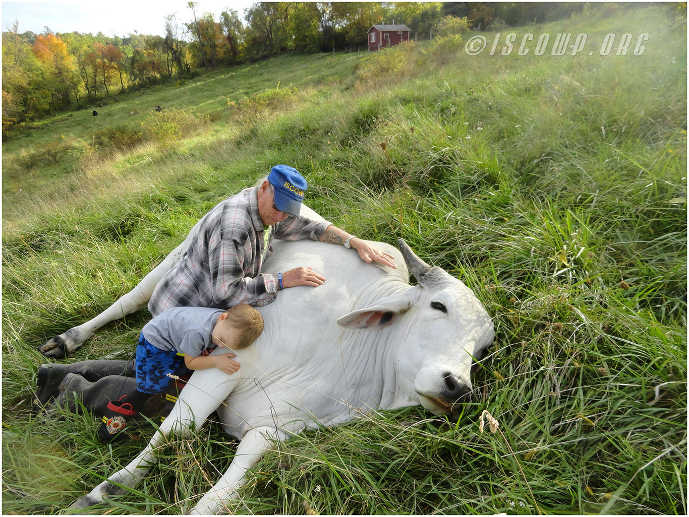 Adopt-a-Cow - ISCOWP